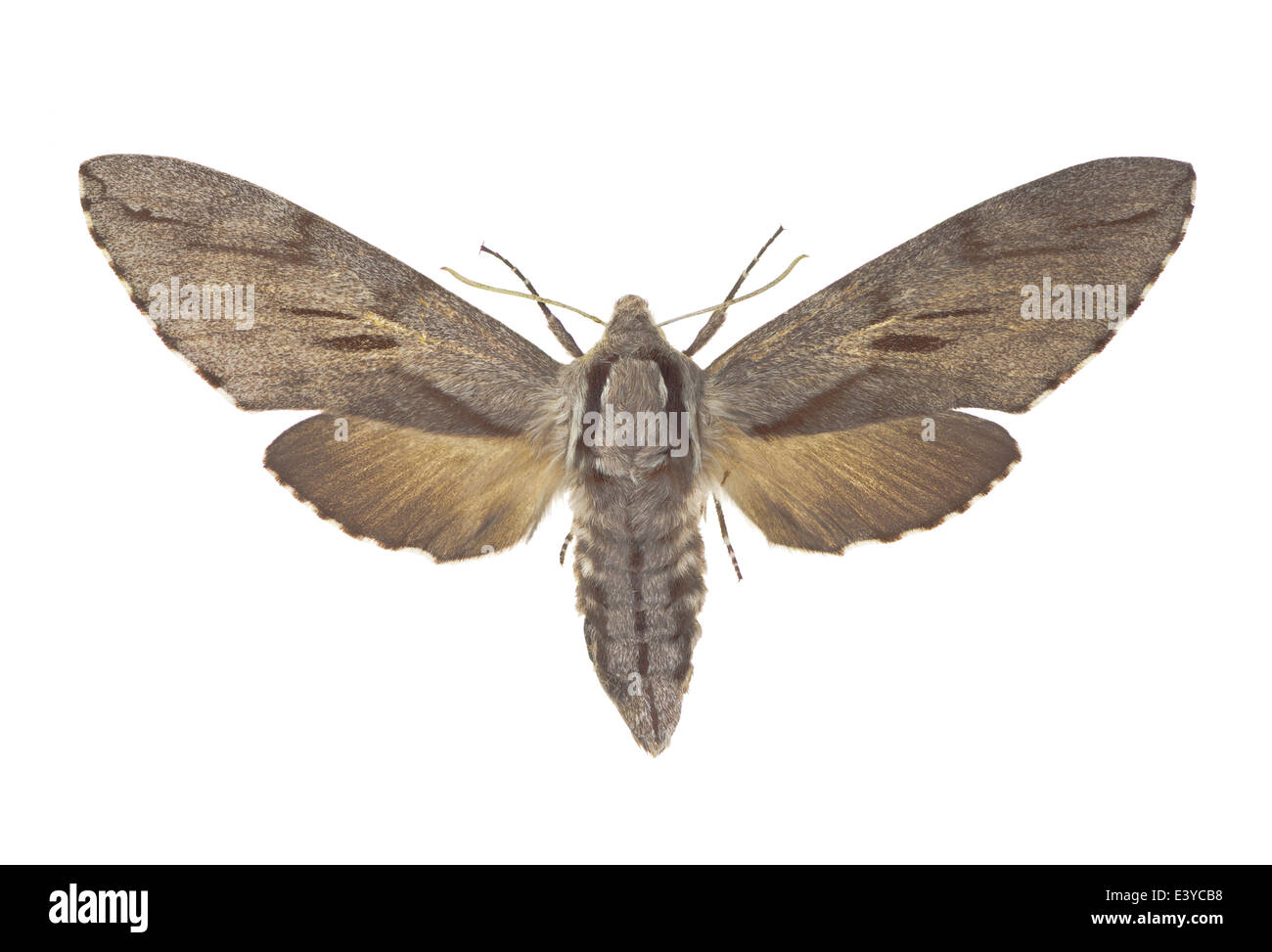 Lepidoptera; Sphingidae; Sphinx pinastri; Linnaeus 1758; Pine Hawk-moth ...