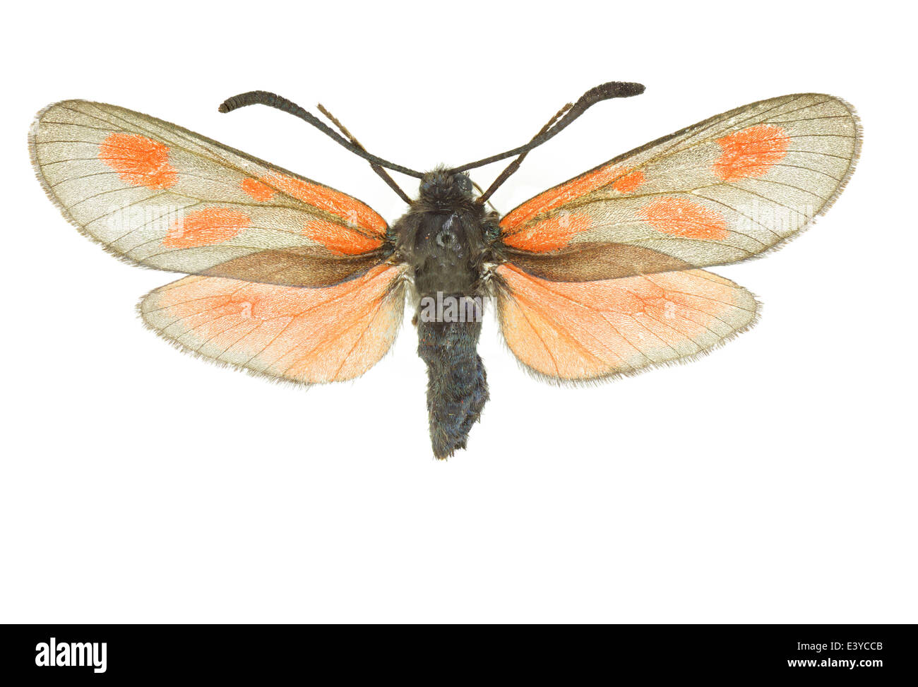 Lepidoptera; Zygaenidae; Zygaena nevadensis; Rambur 1858 Stock Photo ...