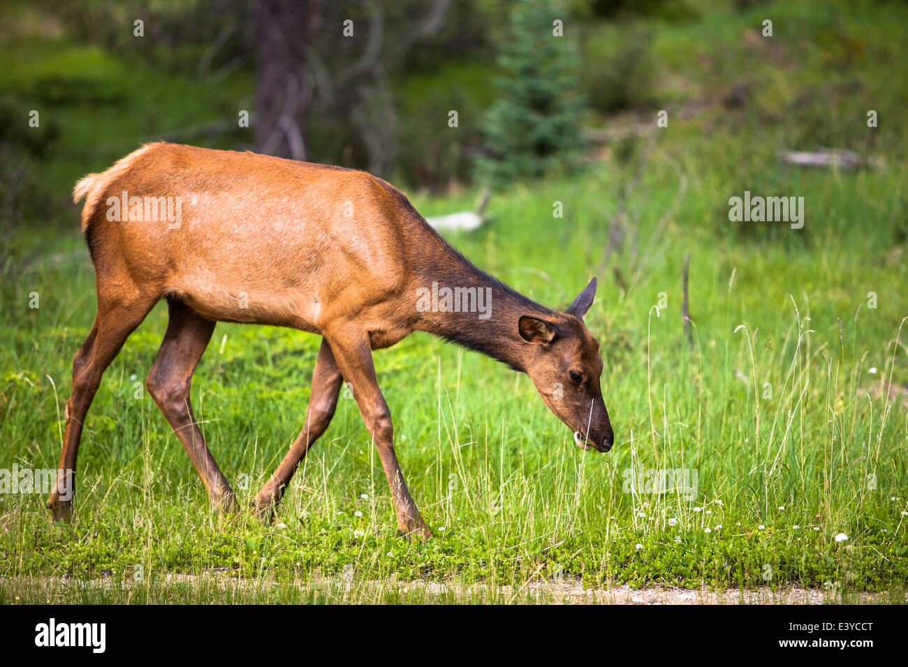 Deer eating grass hi-res stock photography and images - Alamy