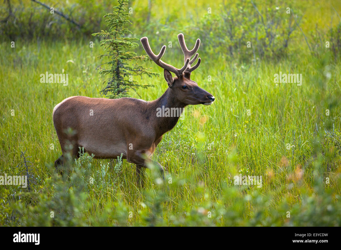 North American elk Stock Photo - Alamy