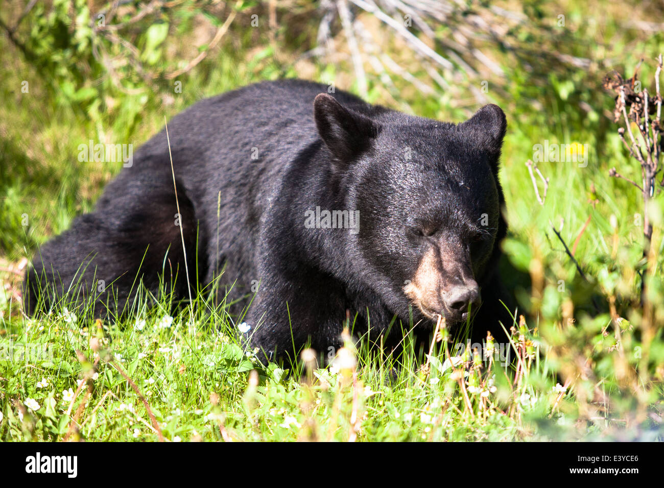 Black Bear Eating Stock Photo - Alamy