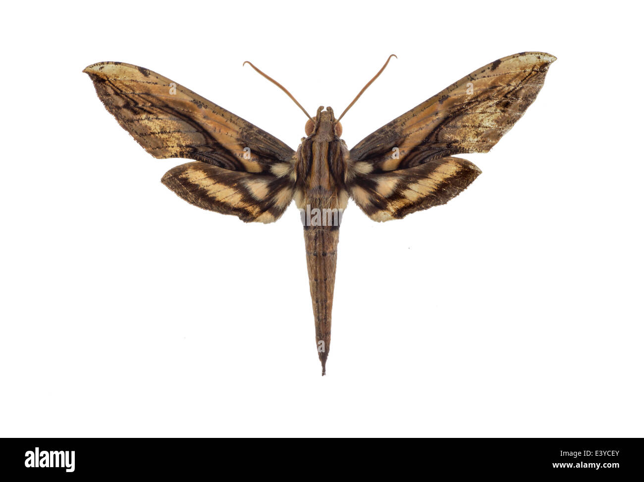 Lepidoptera; Sphingidae; Xylophanes ceratomioides; Grote & Robinson ...