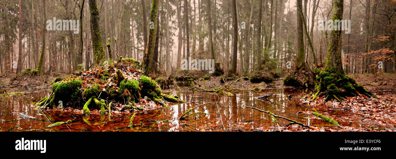 Swamp in the forest Stock Photo - Alamy