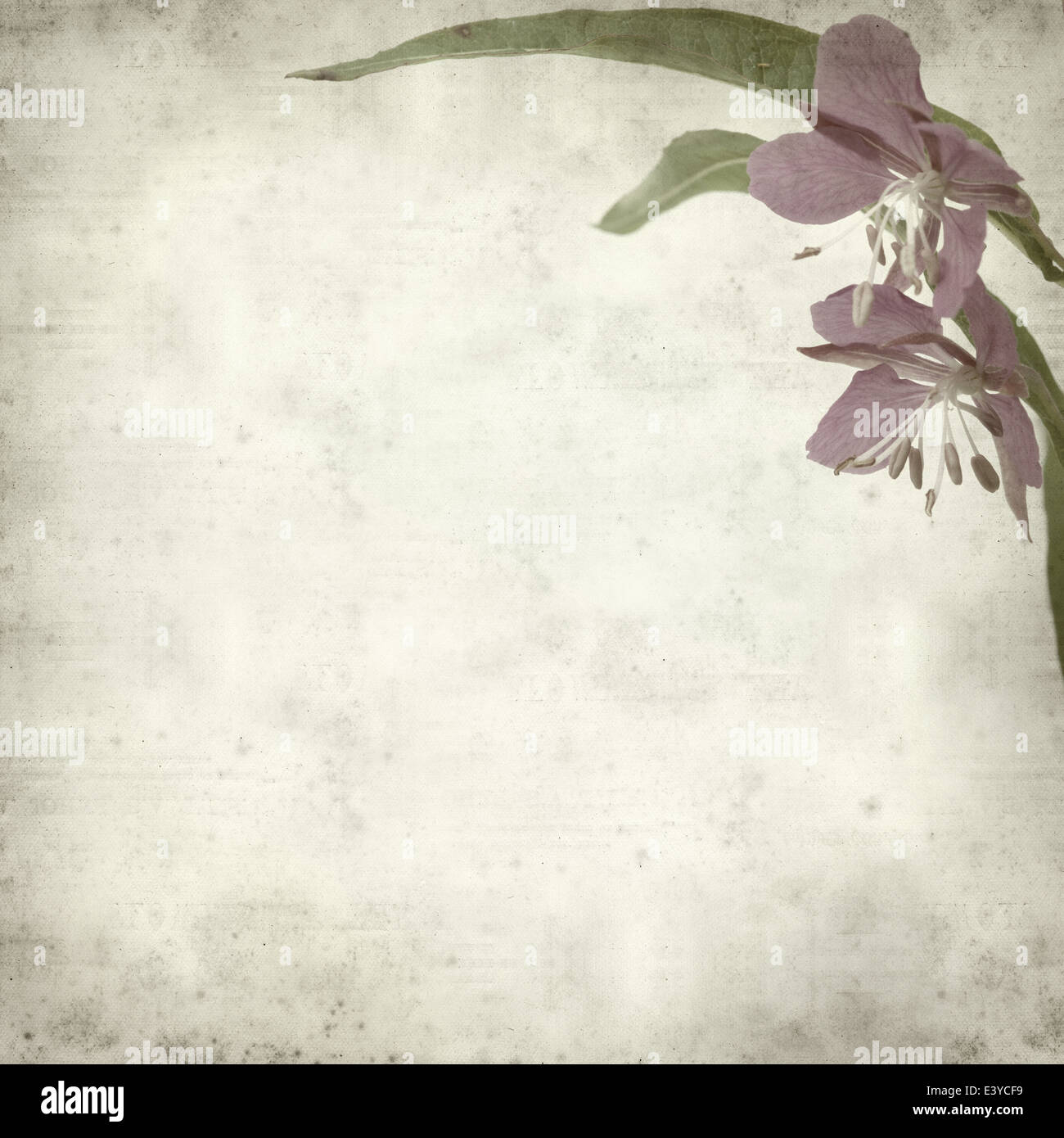 textured old paper background with fireweed Stock Photo - Alamy