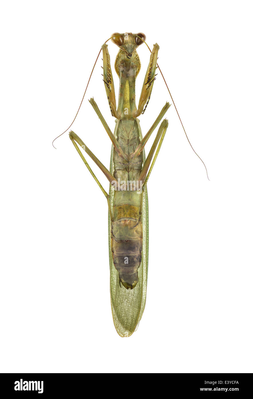 Mantodea; Mantidae; Schodromantis viridis; Forsskâl 1775; African ...