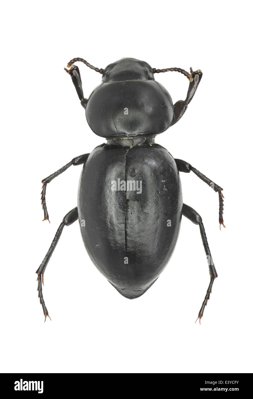 Coleoptera; Tenebrionidae; Tentyria mucronata; Steven 1829 Stock Photo ...