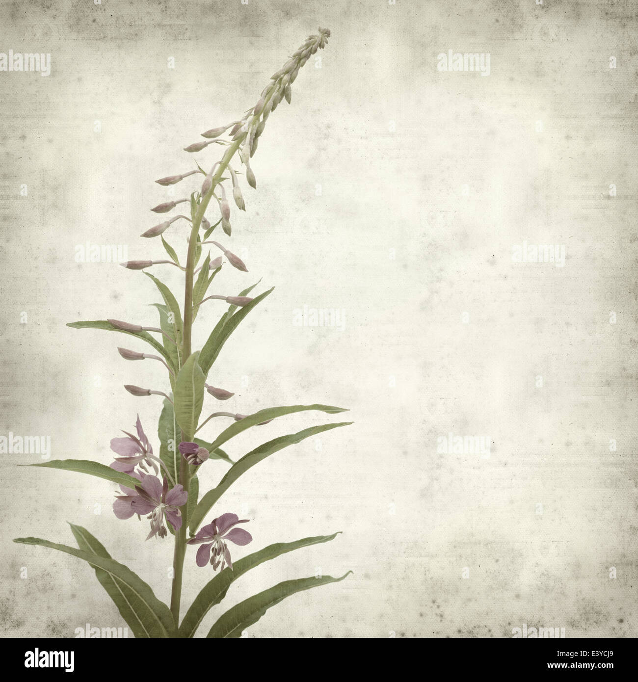 textured old paper background with fireweed Stock Photo - Alamy
