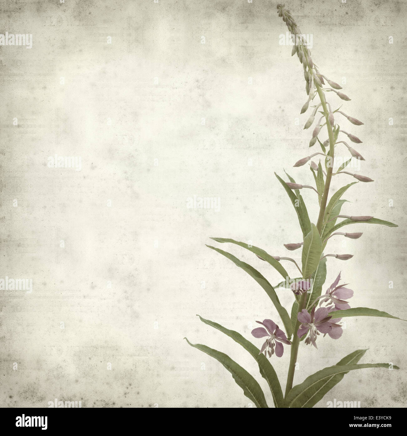 textured old paper background with fireweed Stock Photo - Alamy