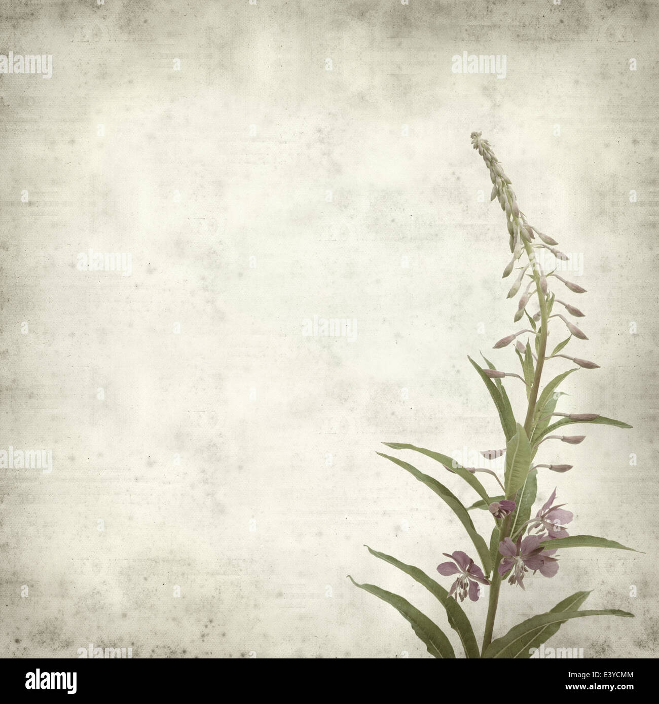 textured old paper background with fireweed Stock Photo - Alamy