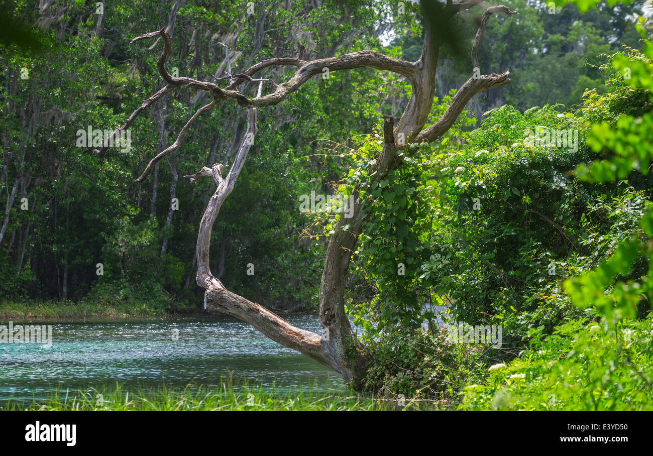 Rainbow Springs State Park is the source of the Rainbow River in North ...