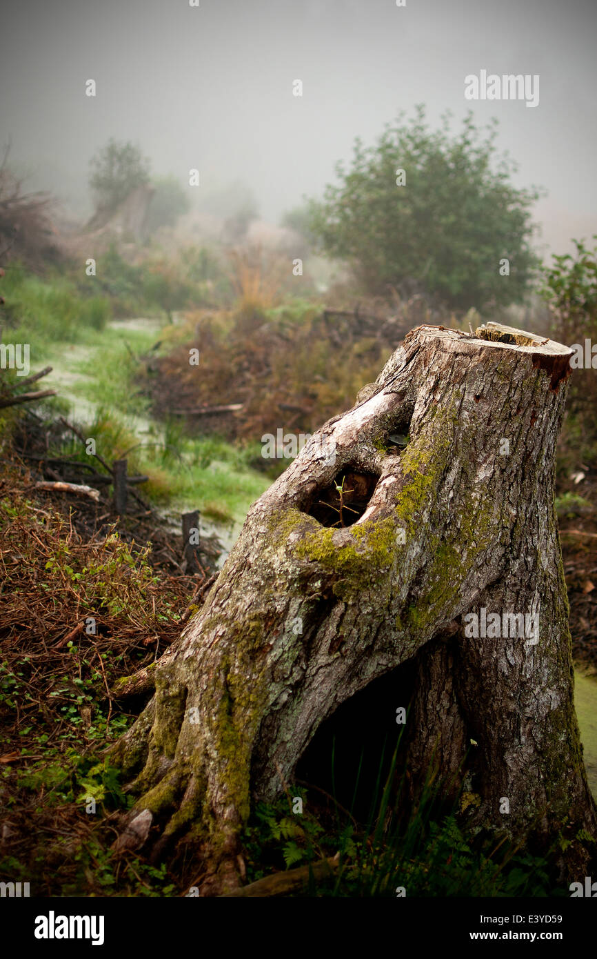 Life among the dead hi-res stock photography and images - Alamy