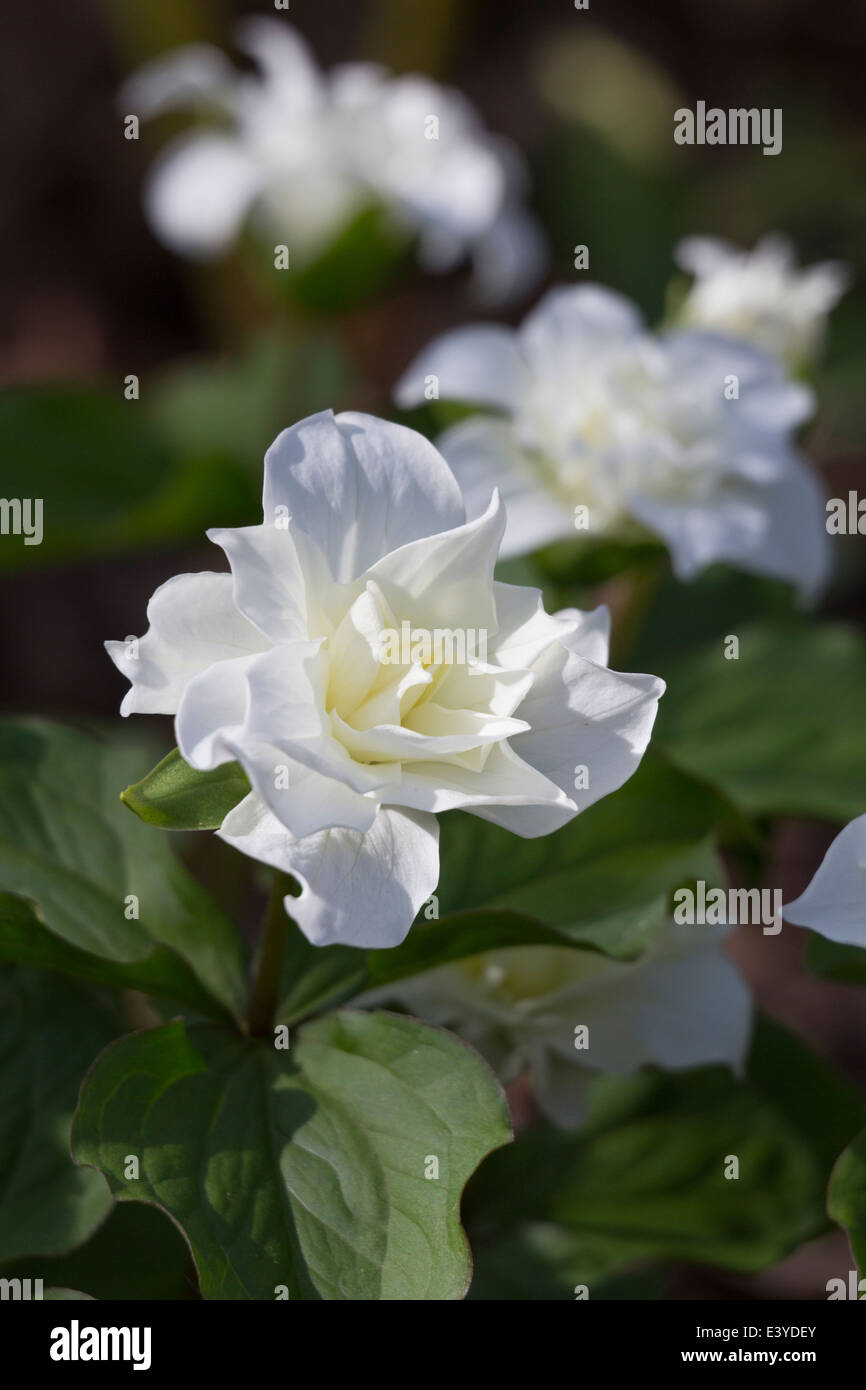 Trillium blooms hi-res stock photography and images - Alamy