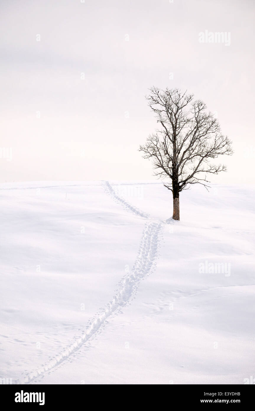 Snowshoe tracks hi-res stock photography and images - Alamy