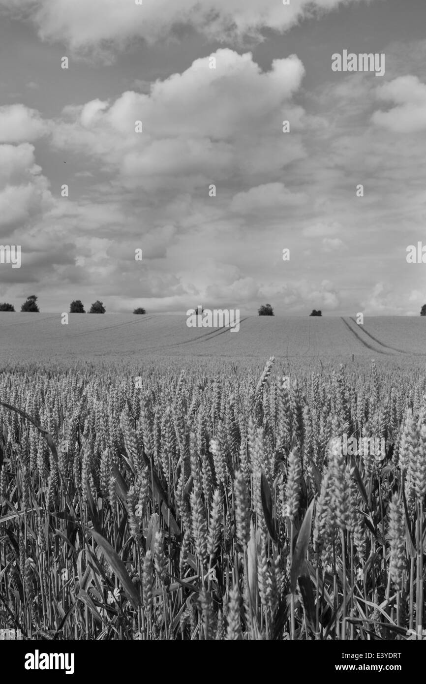 Black and white field of wheat Stock Photo - Alamy