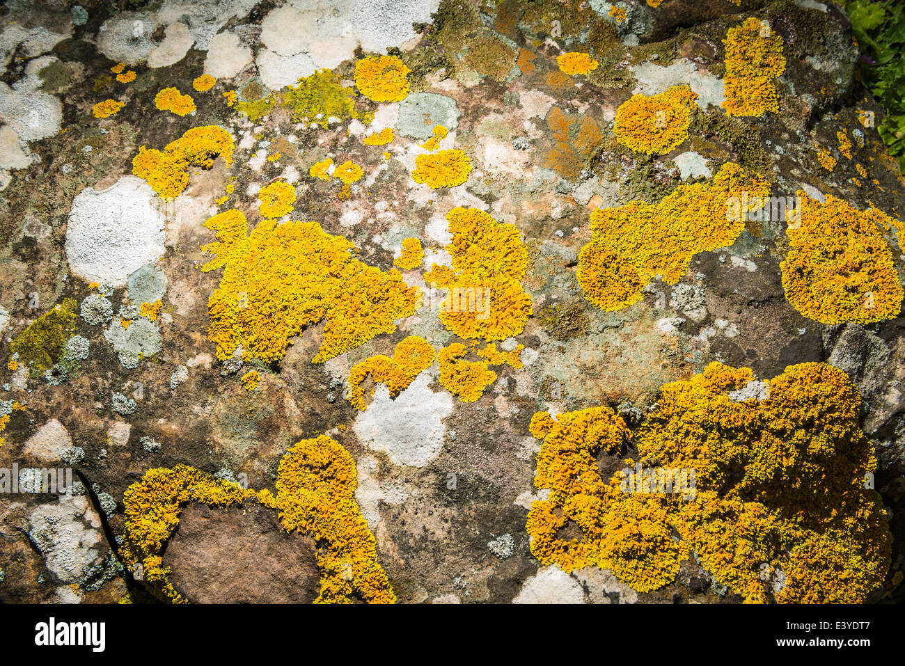 Moss on a rock Stock Photo - Alamy
