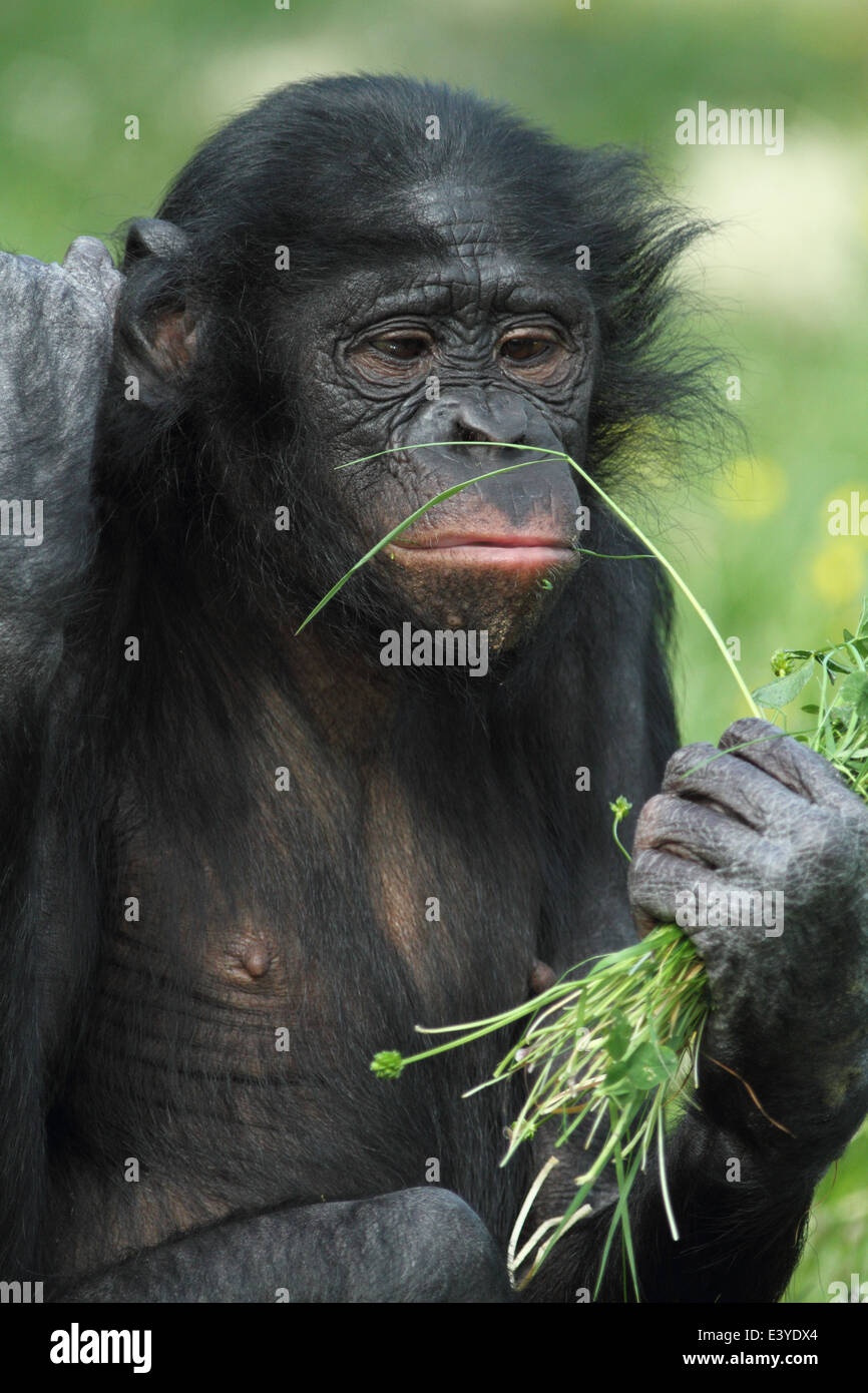 Chimpanzee at a UK zoo Stock Photo - Alamy