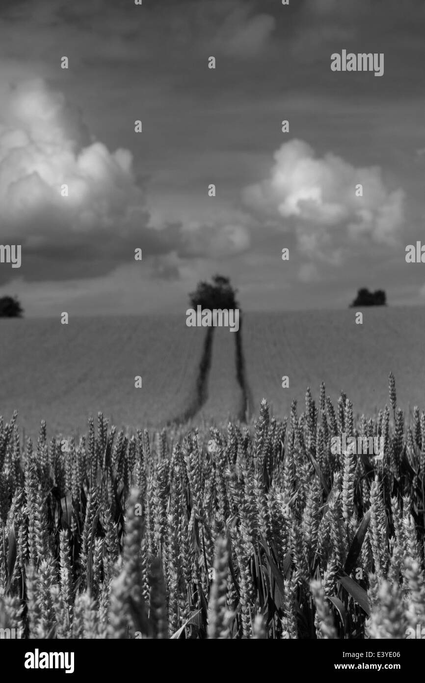 Black and white wheat hi-res stock photography and images - Alamy