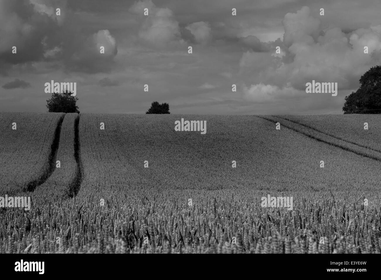 Black and white field of wheat Stock Photo - Alamy