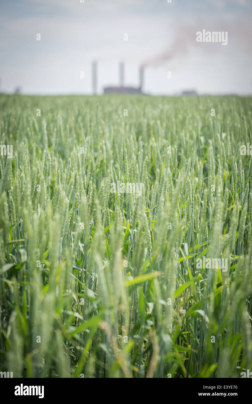 rye field with ironworks on background Stock Photo - Alamy