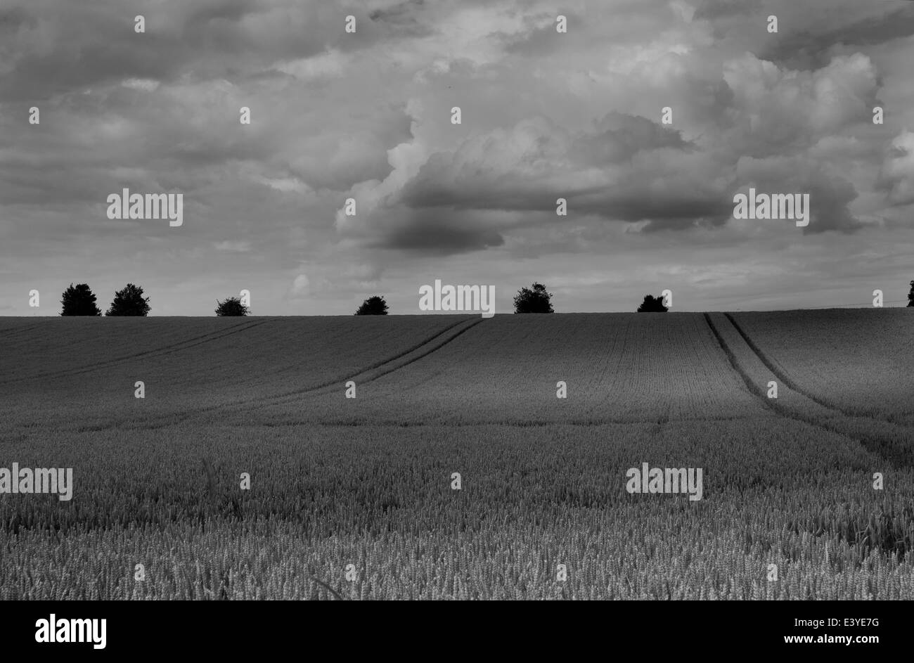 Black and white field of wheat Stock Photo - Alamy