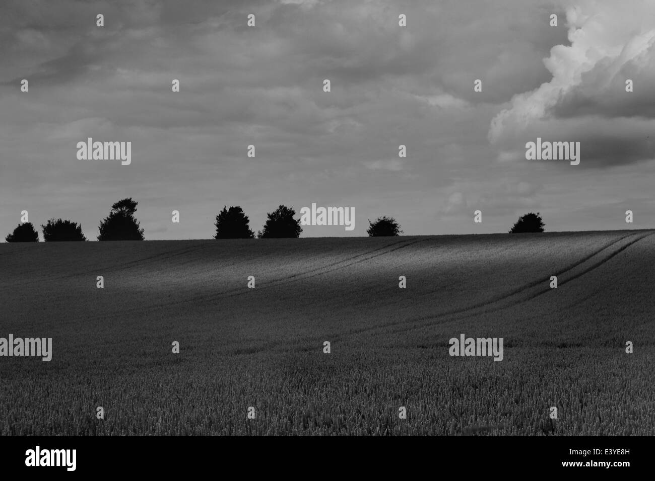 Black and white field of wheat Stock Photo - Alamy