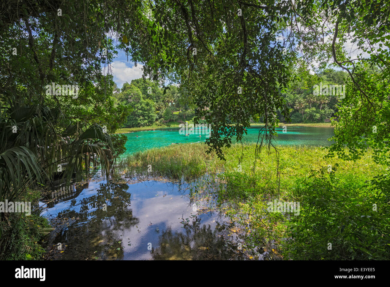 Rainbow Springs State Park is the source of the Rainbow River in North ...