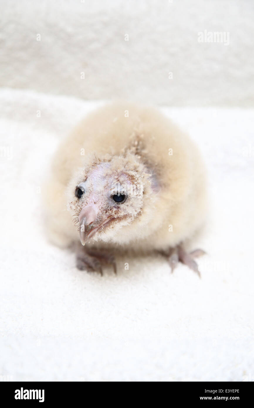 Barn owl chick hi-res stock photography and images - Alamy