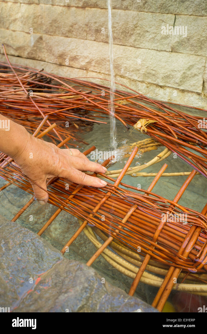 Skilled hands soaking wicker in order to make it flexible Stock Photo ...