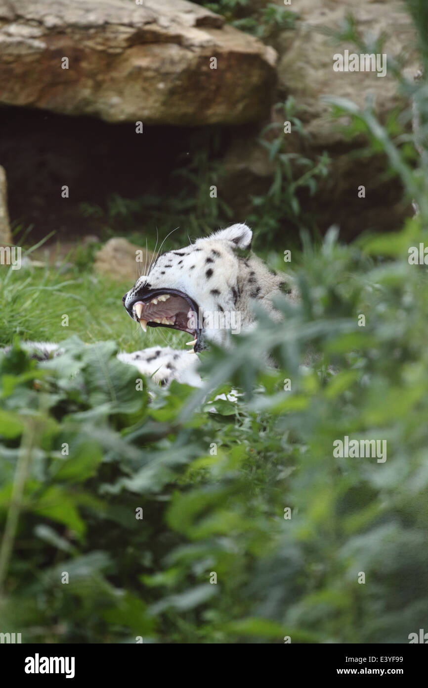 Snow Leopard at a UK zoo Stock Photo - Alamy