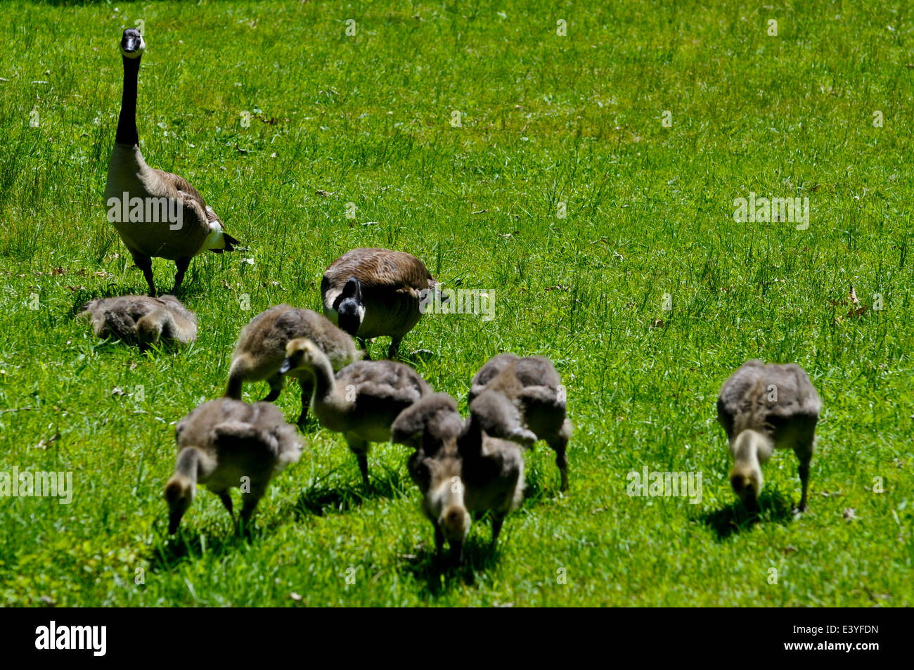 A Mother Canadian Goose looks suspiciously as her baby geese feed on ...