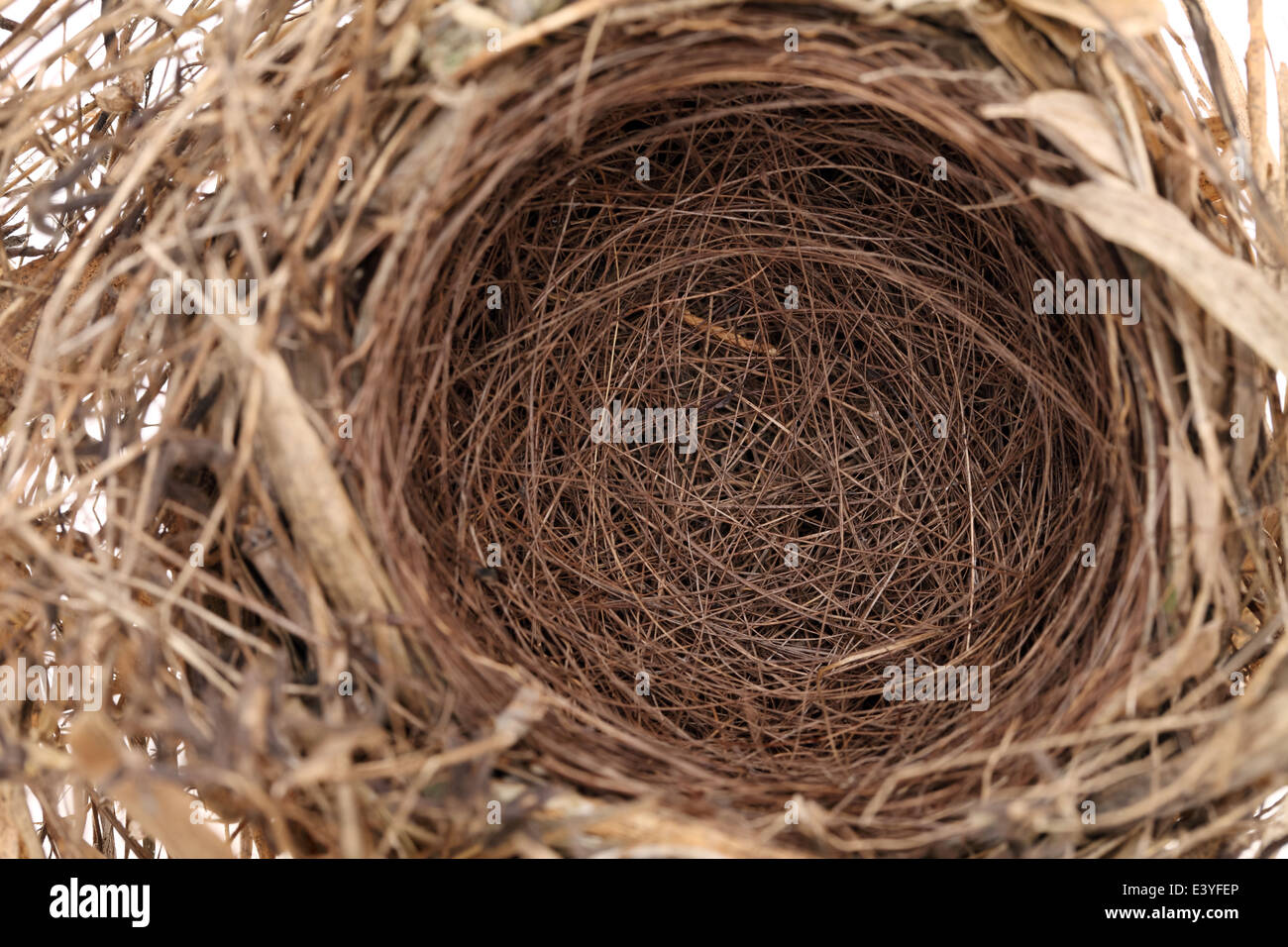 empty bird nest Stock Photo - Alamy