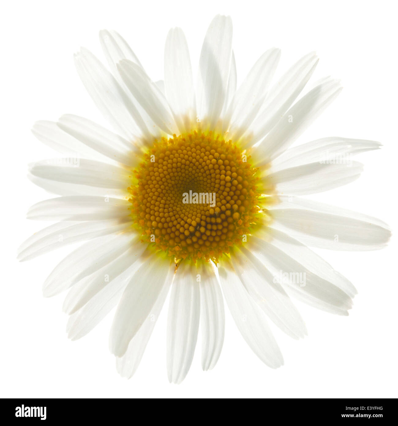 ox eye daisy isolated Stock Photo - Alamy