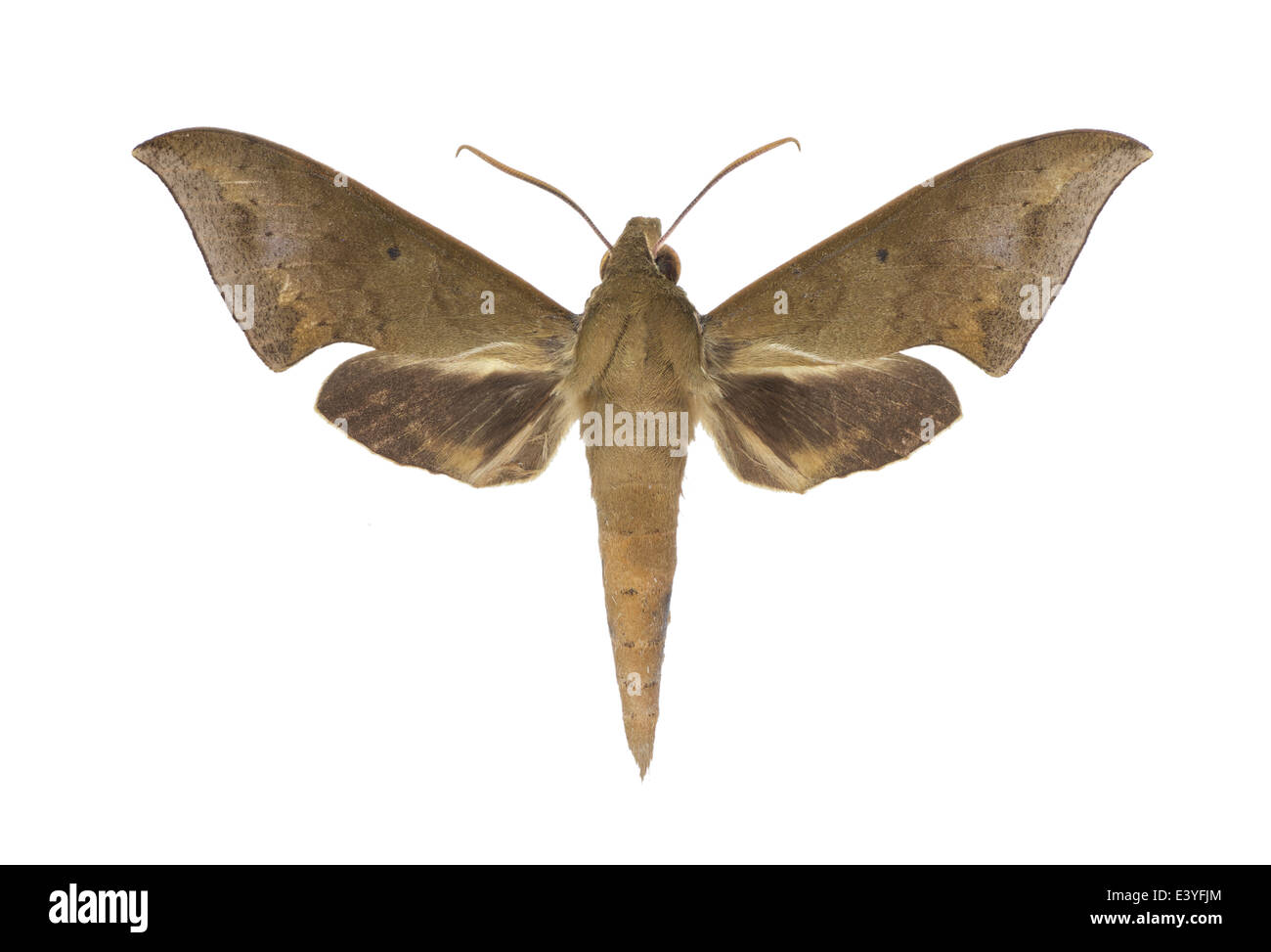 Lepidoptera; Sphingidae; Xylophanes germen; Schaus 1890; L: 70 mm Stock ...