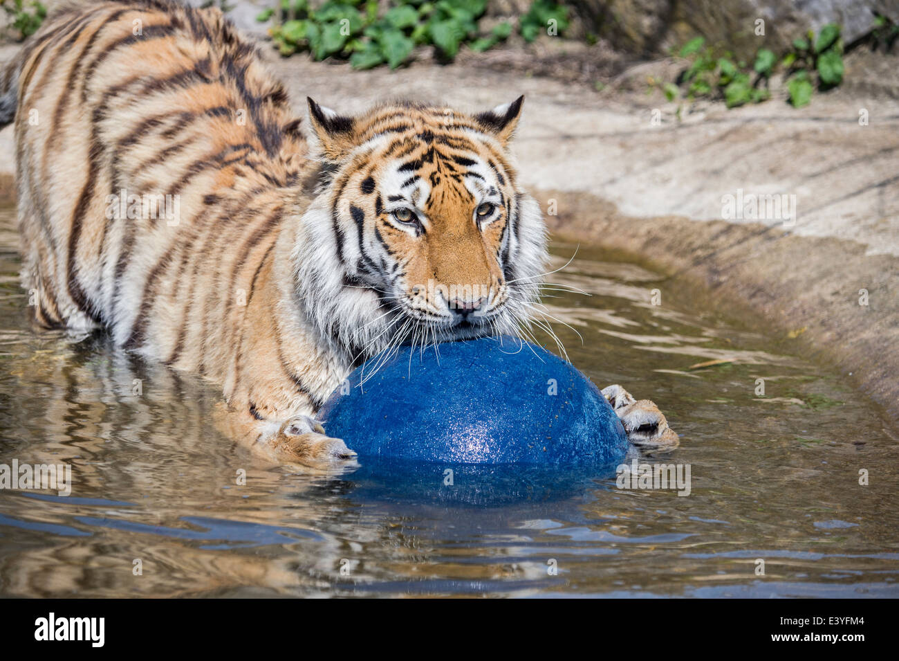 Male Amur tiger playing with a ball in water Stock Photo - Alamy