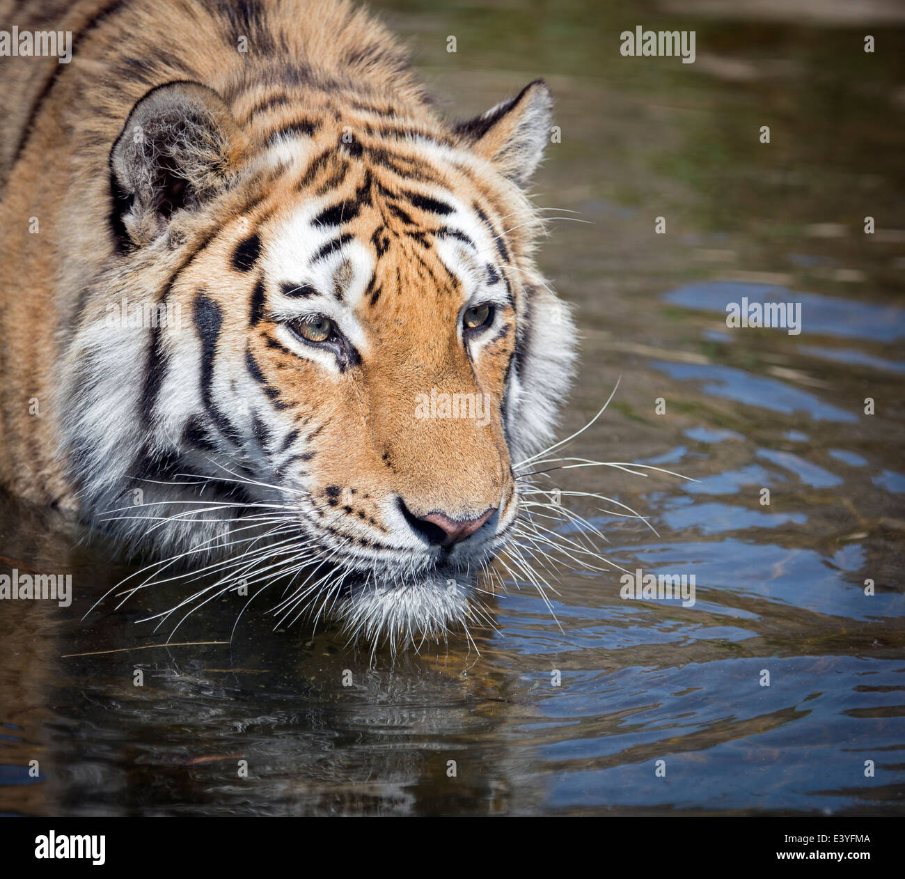 Siberian Tiger In Water High Resolution Stock Photography and Images ...