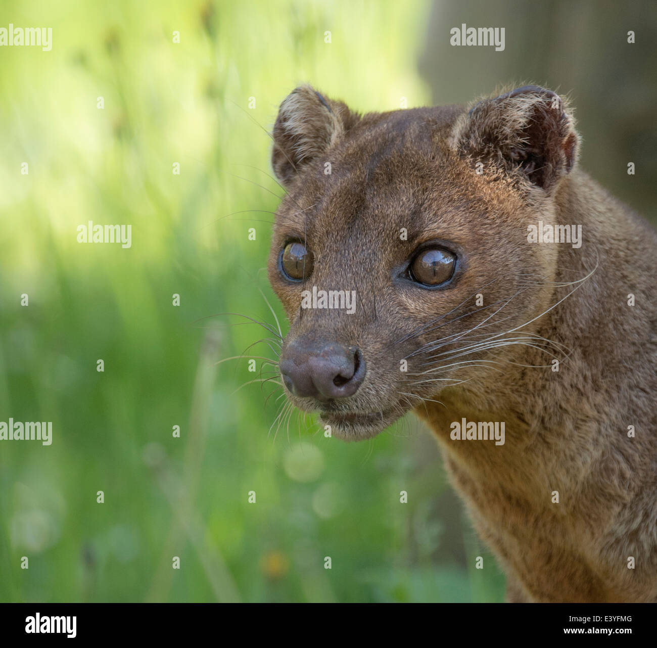 Male fossa profile hi-res stock photography and images - Alamy