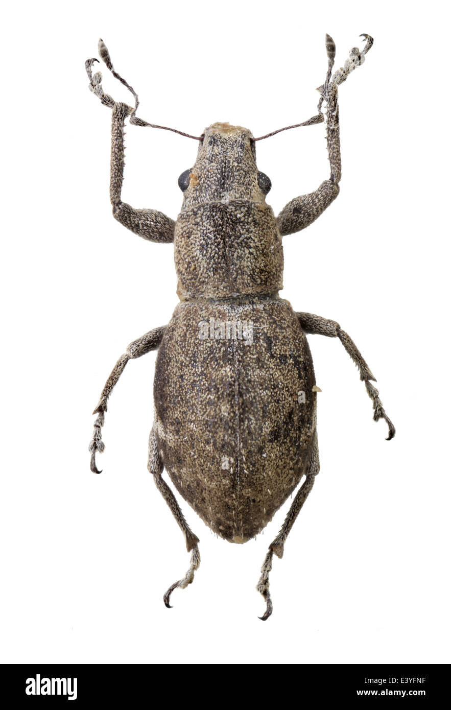Coleoptera; Curculionidae; Asynonychus godmani; Crotch 1867; Fuller ...