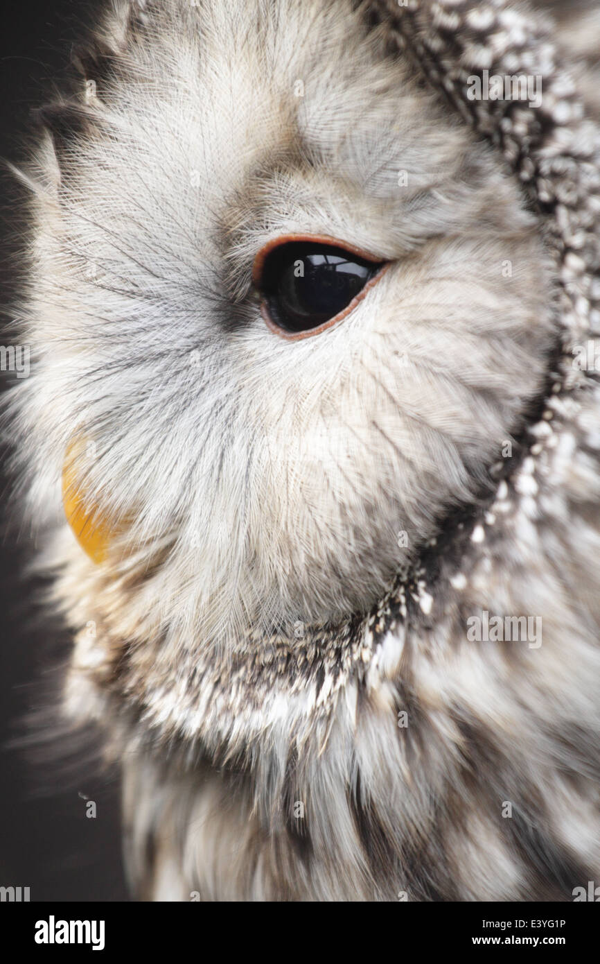 Ural Owl at a UK zoo Stock Photo - Alamy