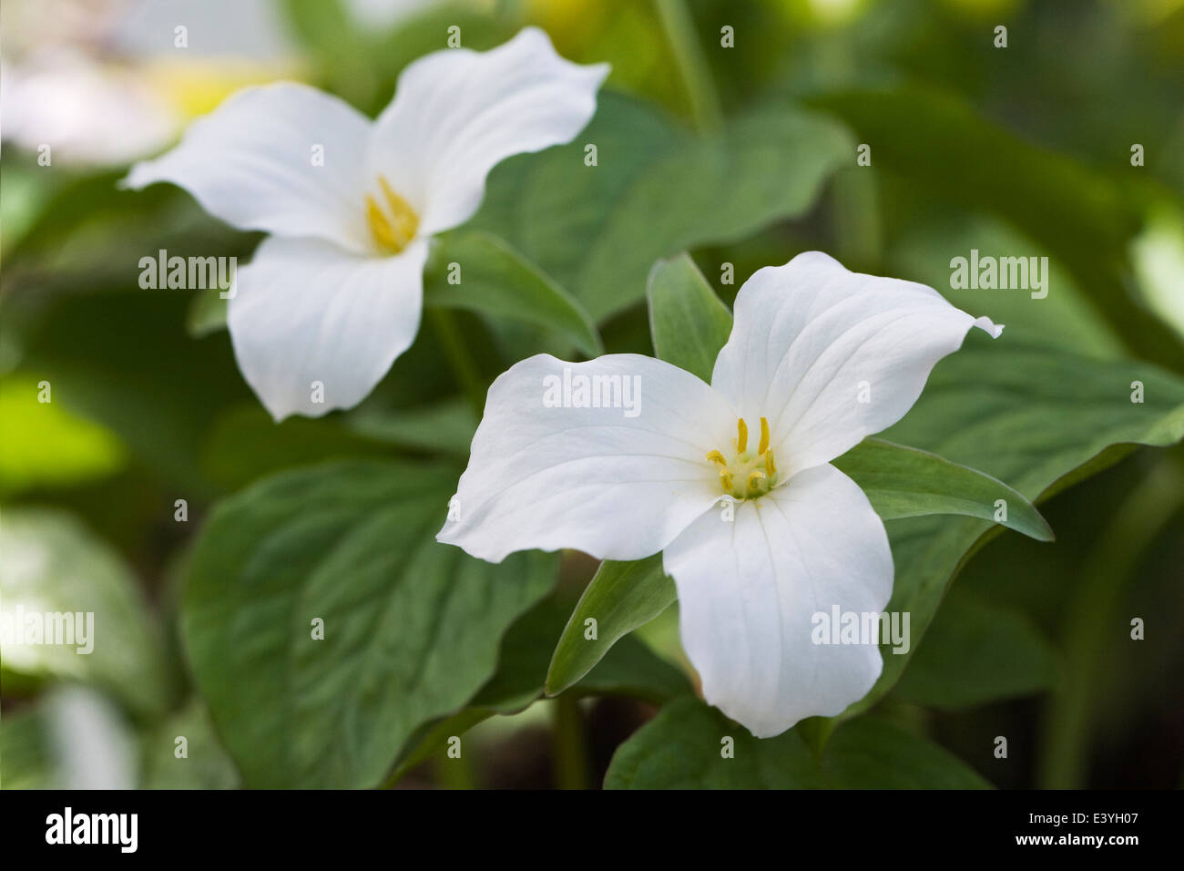 Trillium grandiflorum. Close up of Trillium flowers. White wake robin ...