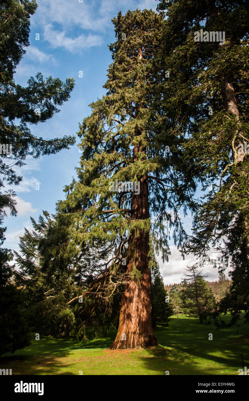 Perth scotland big tree hi-res stock photography and images - Alamy