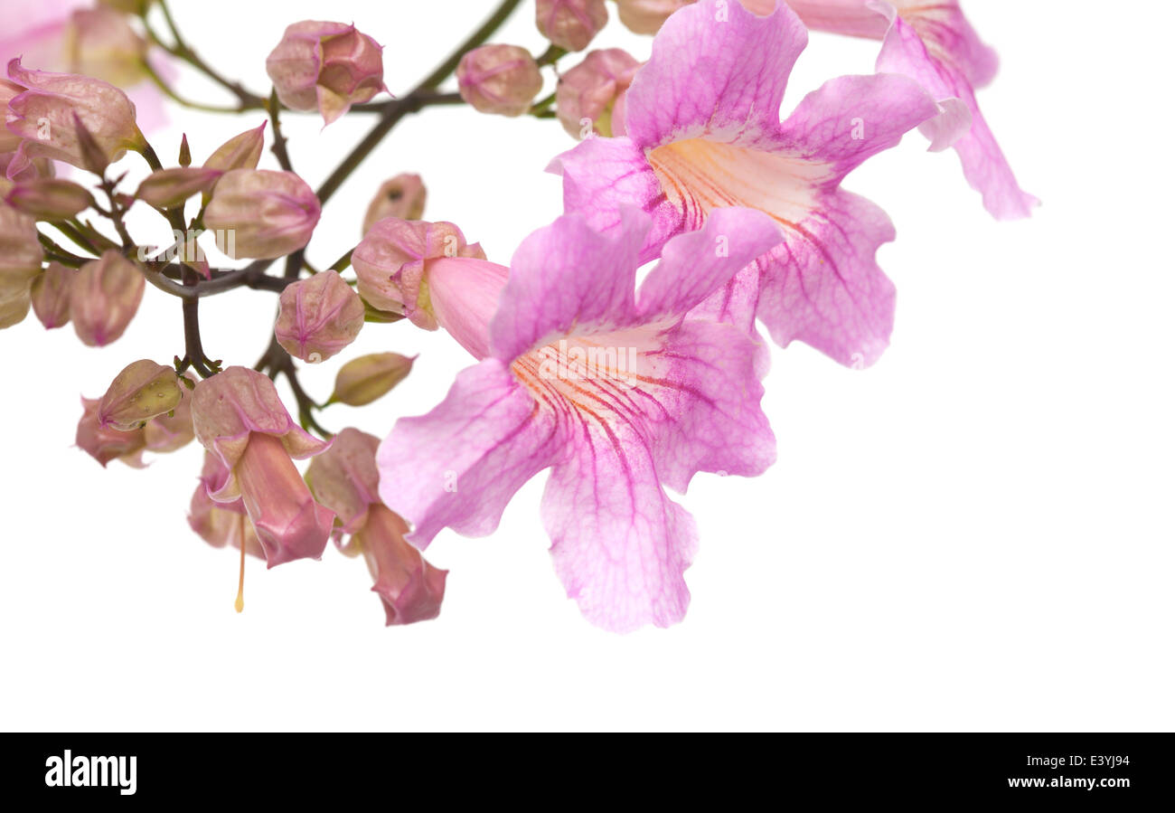 pink tekoma flowers isolated on white background Stock Photo - Alamy