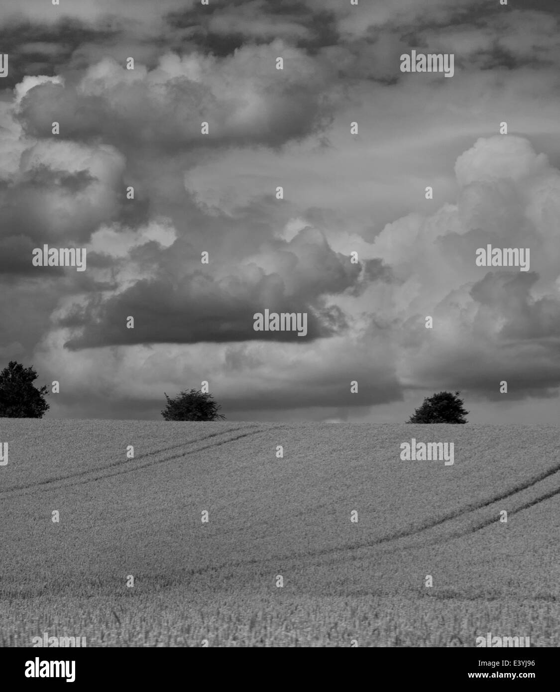 Black and white wheat hi-res stock photography and images - Alamy