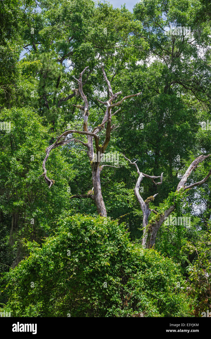 Rainbow Springs State Park is the source of the Rainbow River in North ...