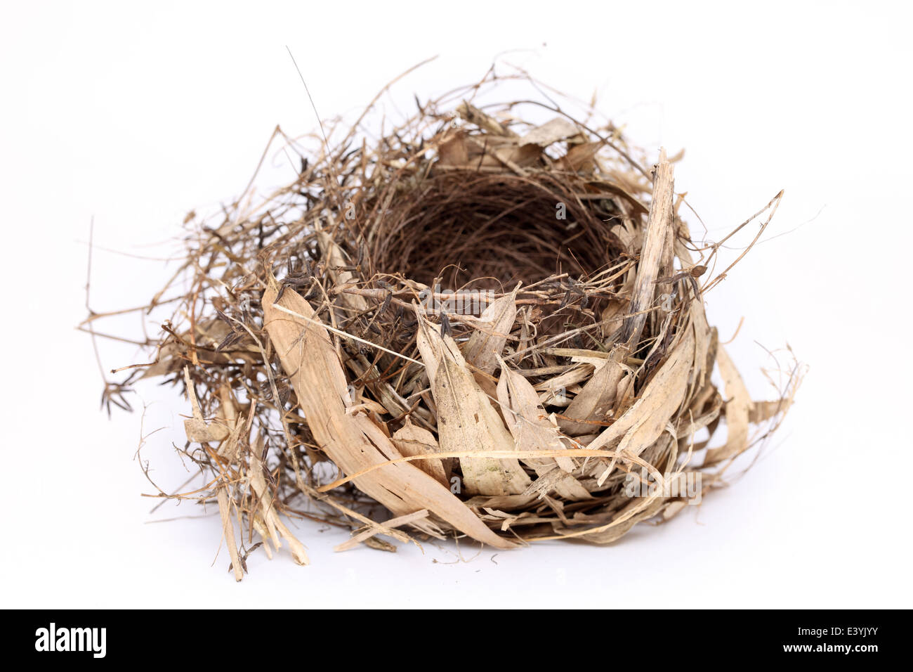 Shot bird Cut Out Stock Images & Pictures - Alamy