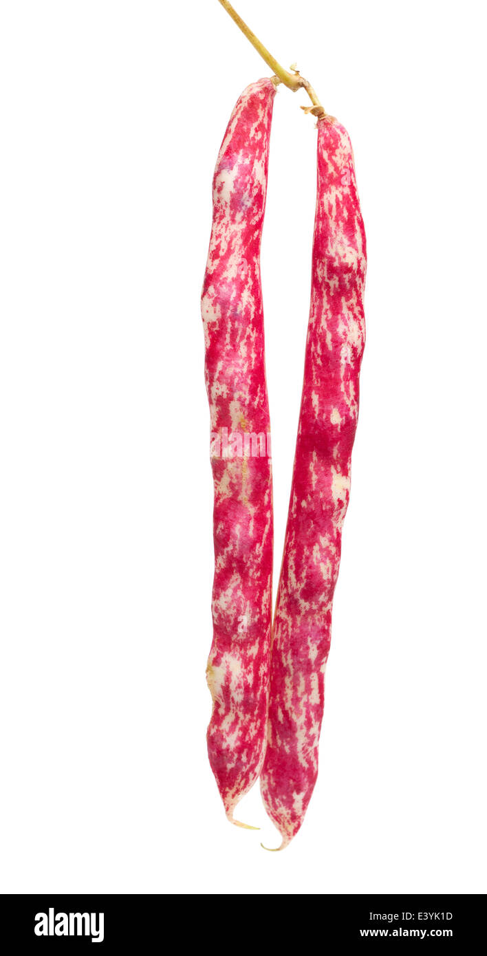 red bean pods isolated on white background Stock Photo - Alamy