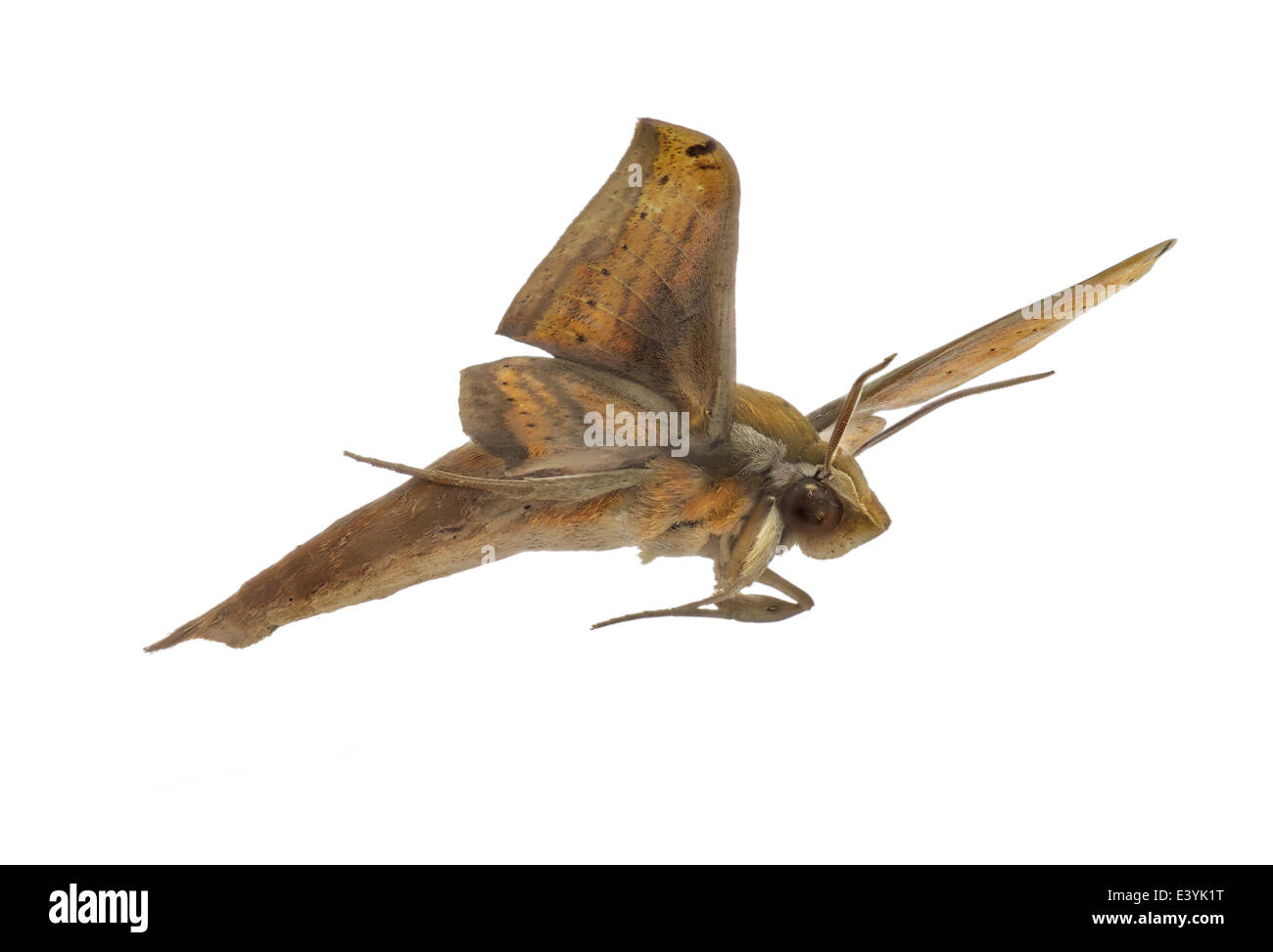 Lepidoptera; Sphingidae; Xylophanes libya; Druce 18978 L: 70 mm Stock ...