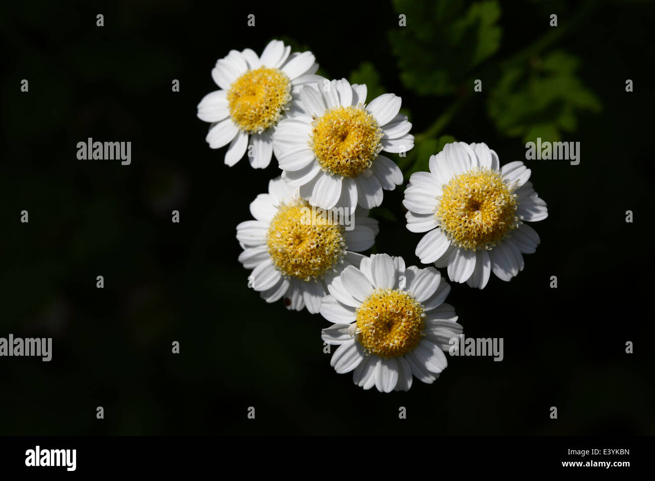 Feverfew Plant For Migraine