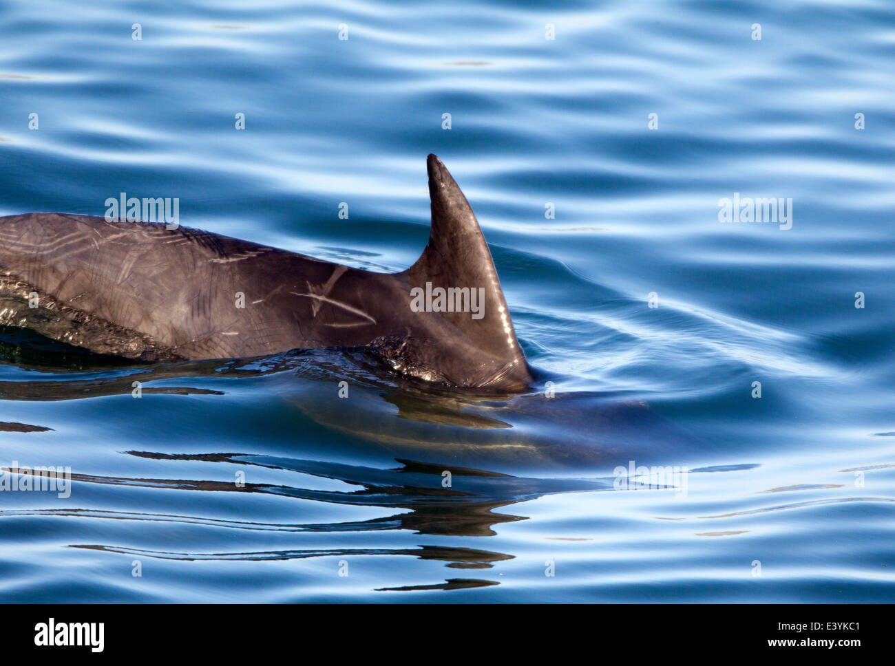 Bottlenose Dolphin Dorsal fin above water surface Stock Photo - Alamy