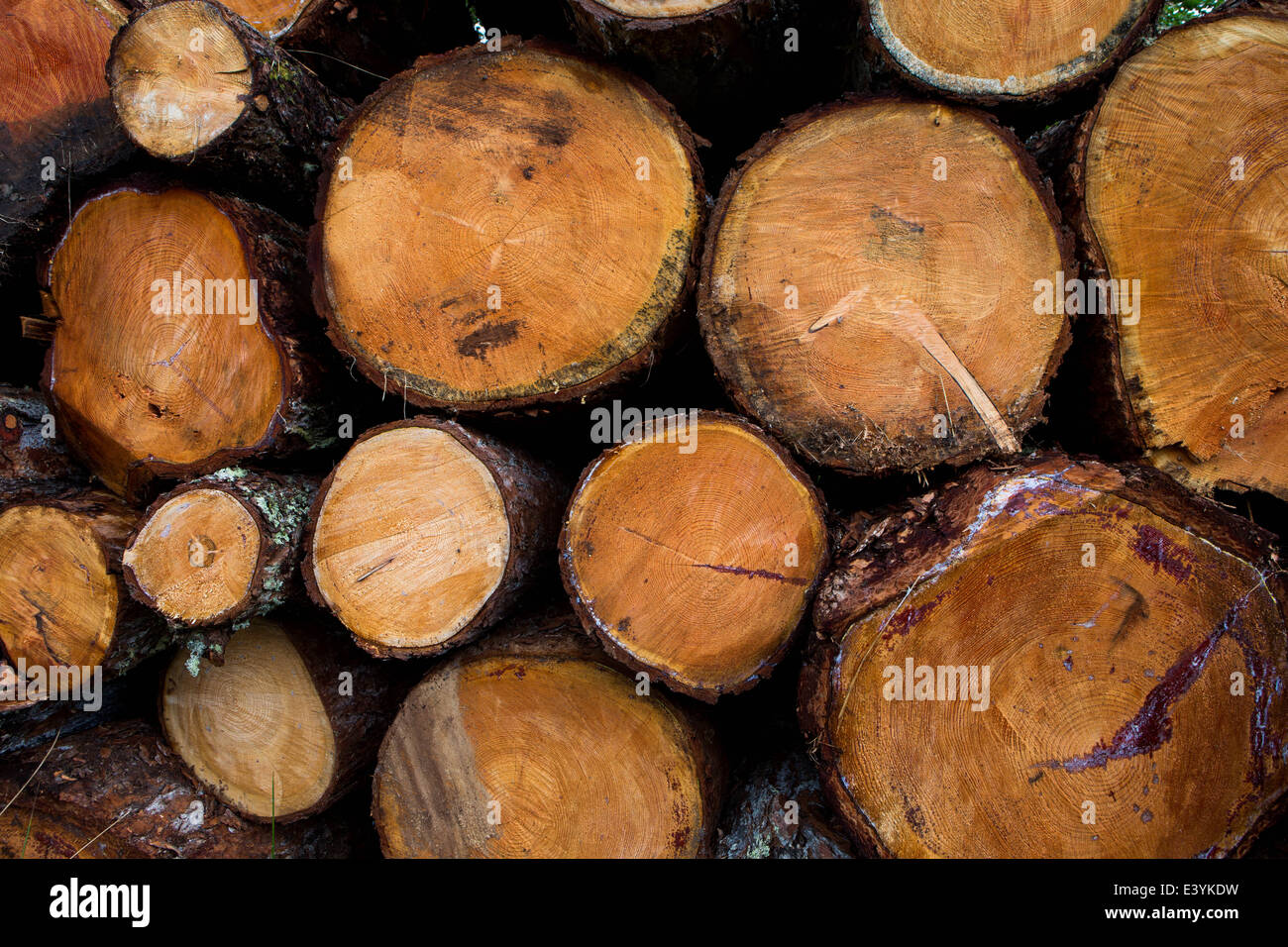 Cross sections of logs Stock Photo - Alamy