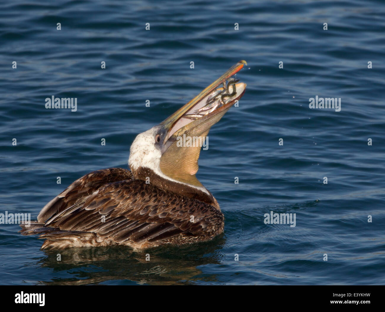 Pelican pouch fish hi-res stock photography and images - Alamy